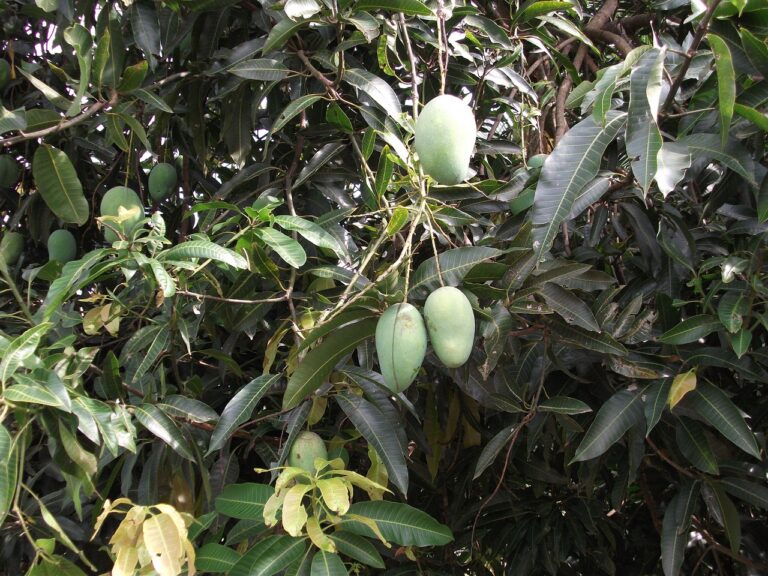 Best Mango Tree to Grow in Florida: Top Varieties