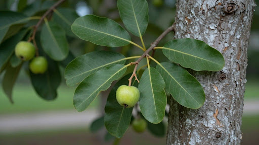 What Is the Deadliest Tree in Florida & Why It’s Dangerous